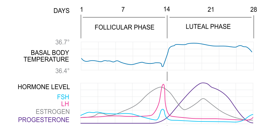 Menstrual Cycle Periodization - Laura Rinke